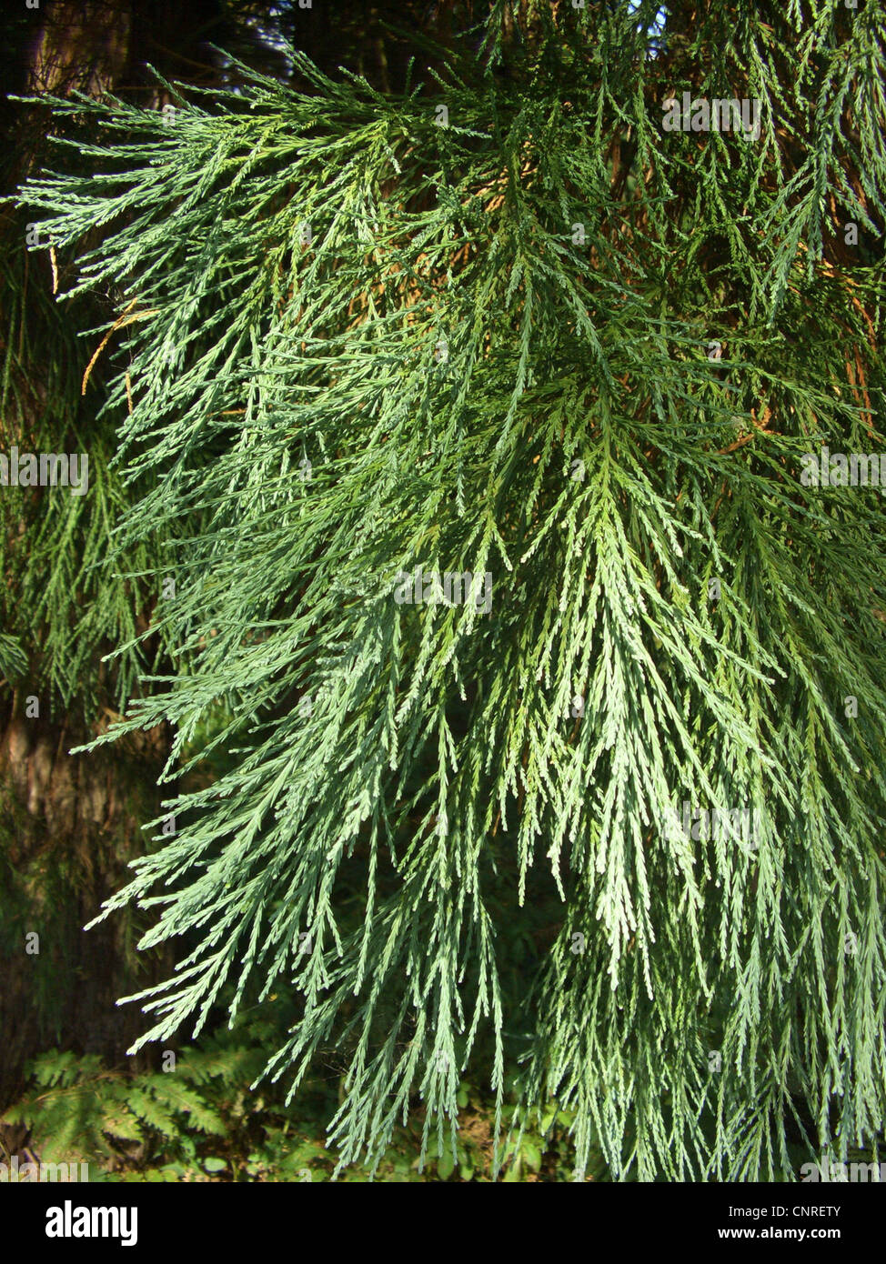 Giant sequoia leaves Banque de photographies et d’images à haute ...