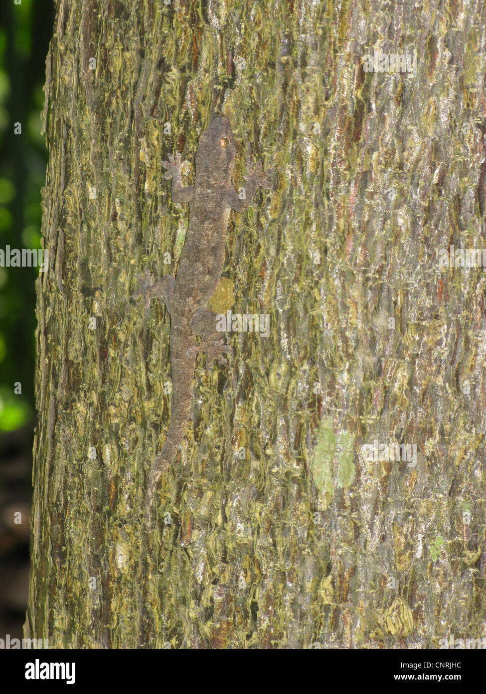 Geckos d'asie du sud est Banque de photographies et d’images à haute ...