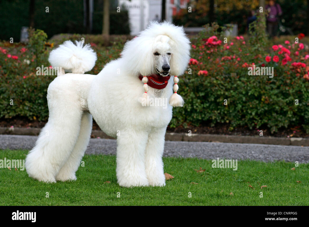Poodle side view Banque de photographies et d’images à haute résolution ...
