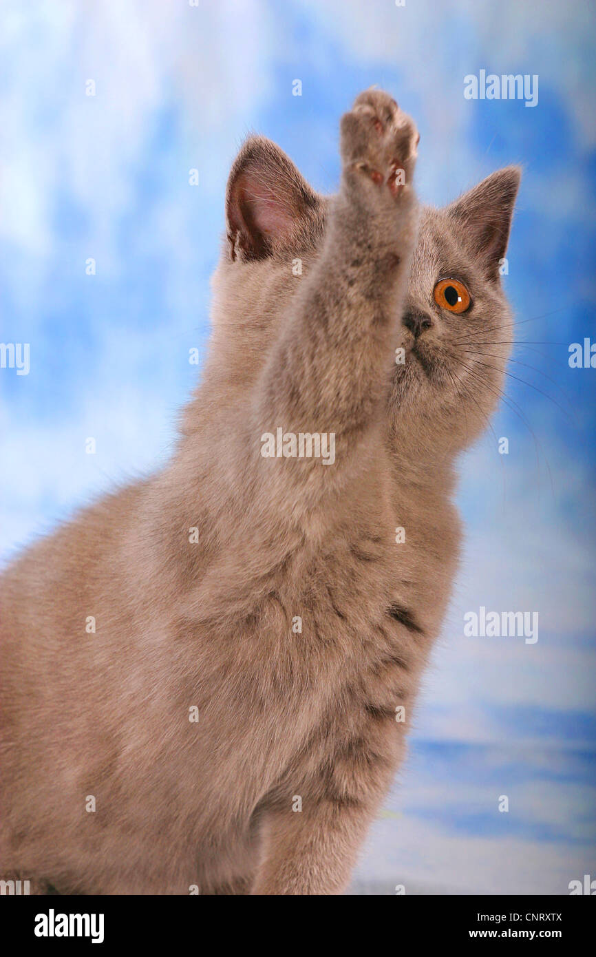 Chartreux british shorthair cat colour Banque de photographies et d ...