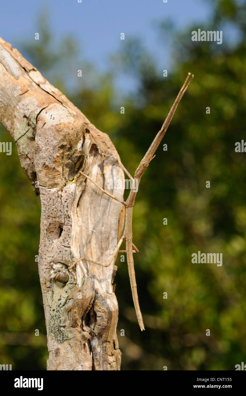 Les bâtons de marche, bâton-insectes (Phasmatidae, Phasmida), bâton de ...