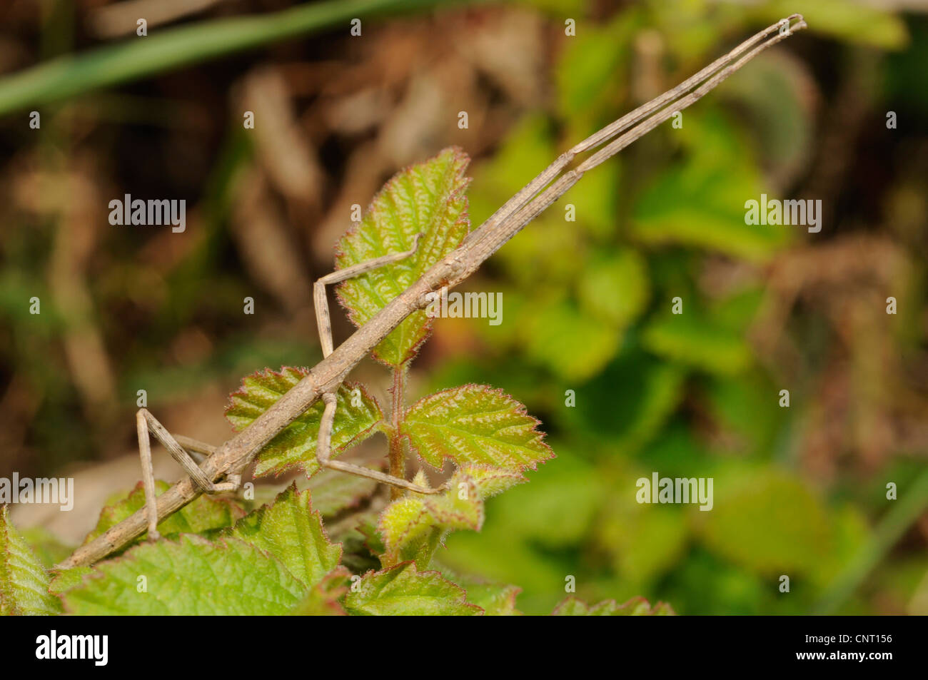 Les bâtons de marche, bâton-insectes (Phasmatidae, Phasmida), bâton de ...