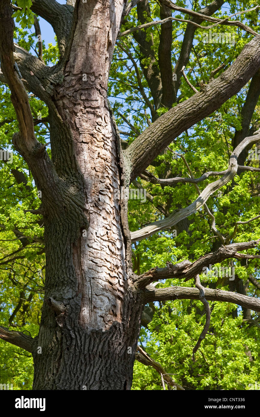Grand capricorne asiatique, chêne (cerambyx Cerambyx cerdo), les ...