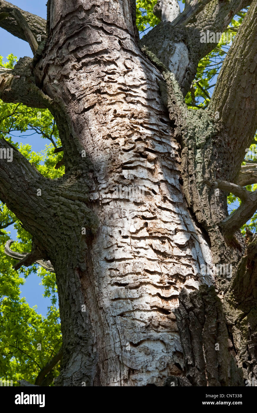 Grand capricorne asiatique, chêne (cerambyx Cerambyx cerdo), les ...