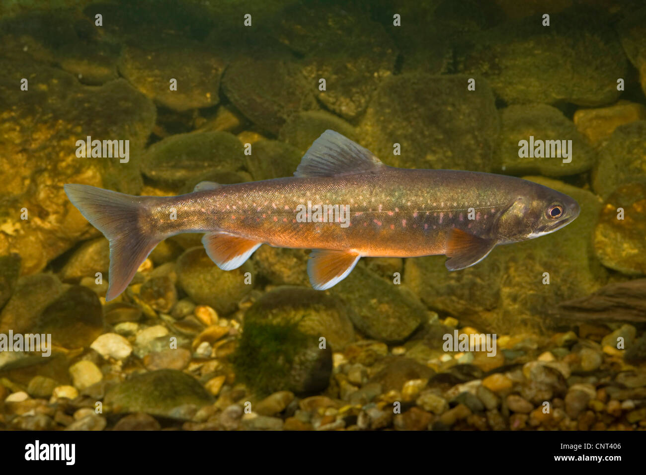 Arctic charr Banque de photographies et d’images à haute résolution - Alamy