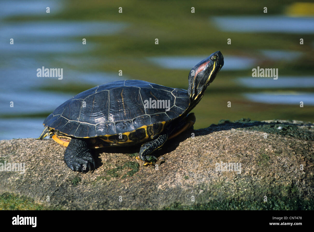 La tortue à oreilles rouges, (Pseudemys scripta elegans, Trachemys ...
