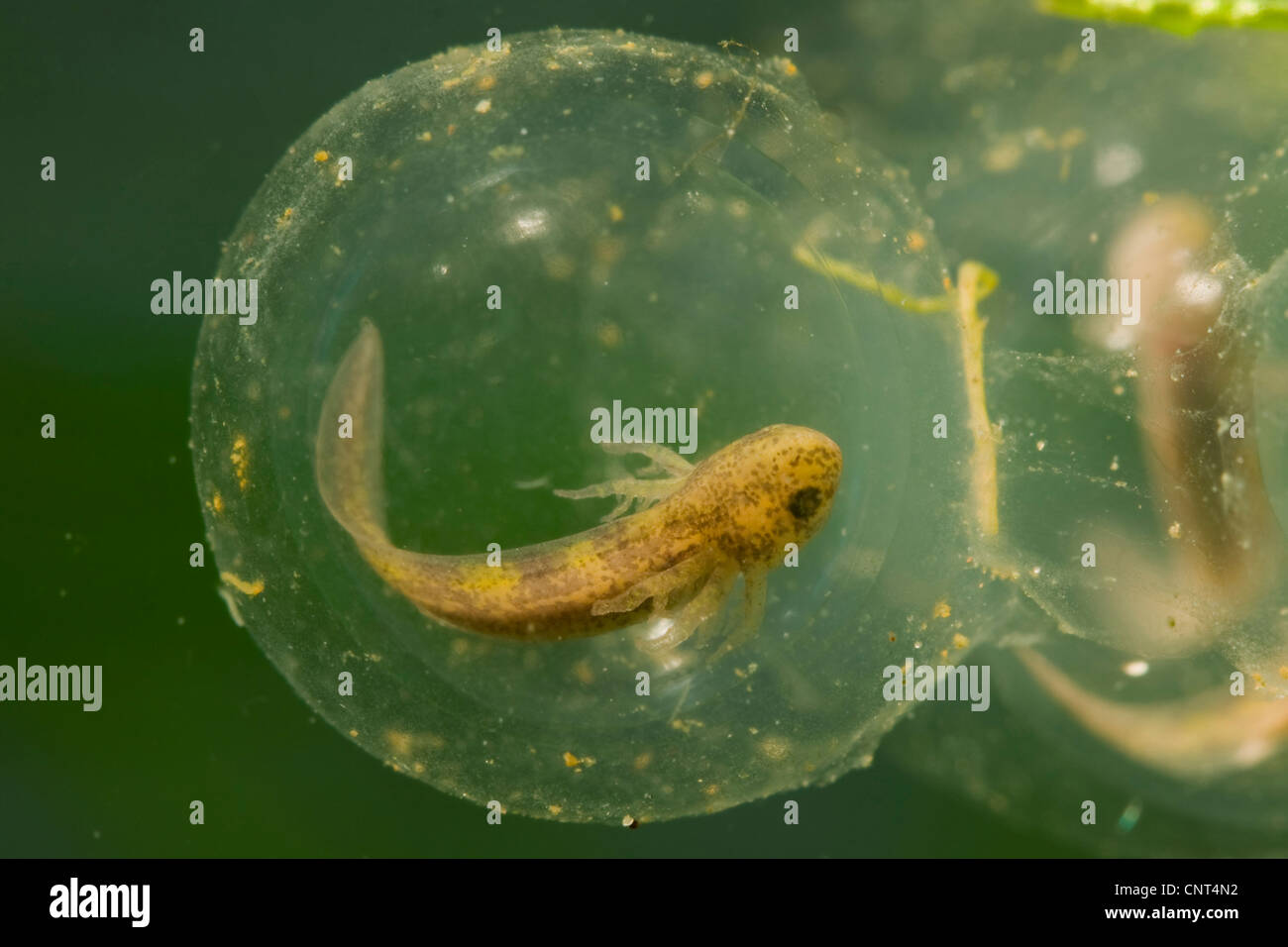 Ambystoma mexicanum axolotl Banque de photographies et d’images à haute ...