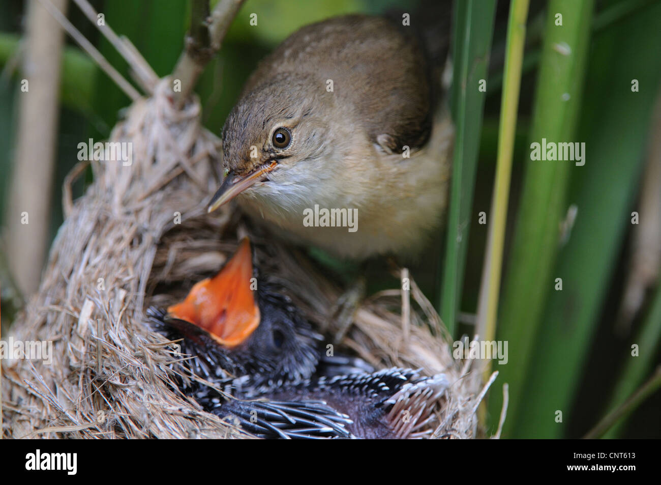 Coucou adulte au nid Banque de photographies et d’images à haute ...