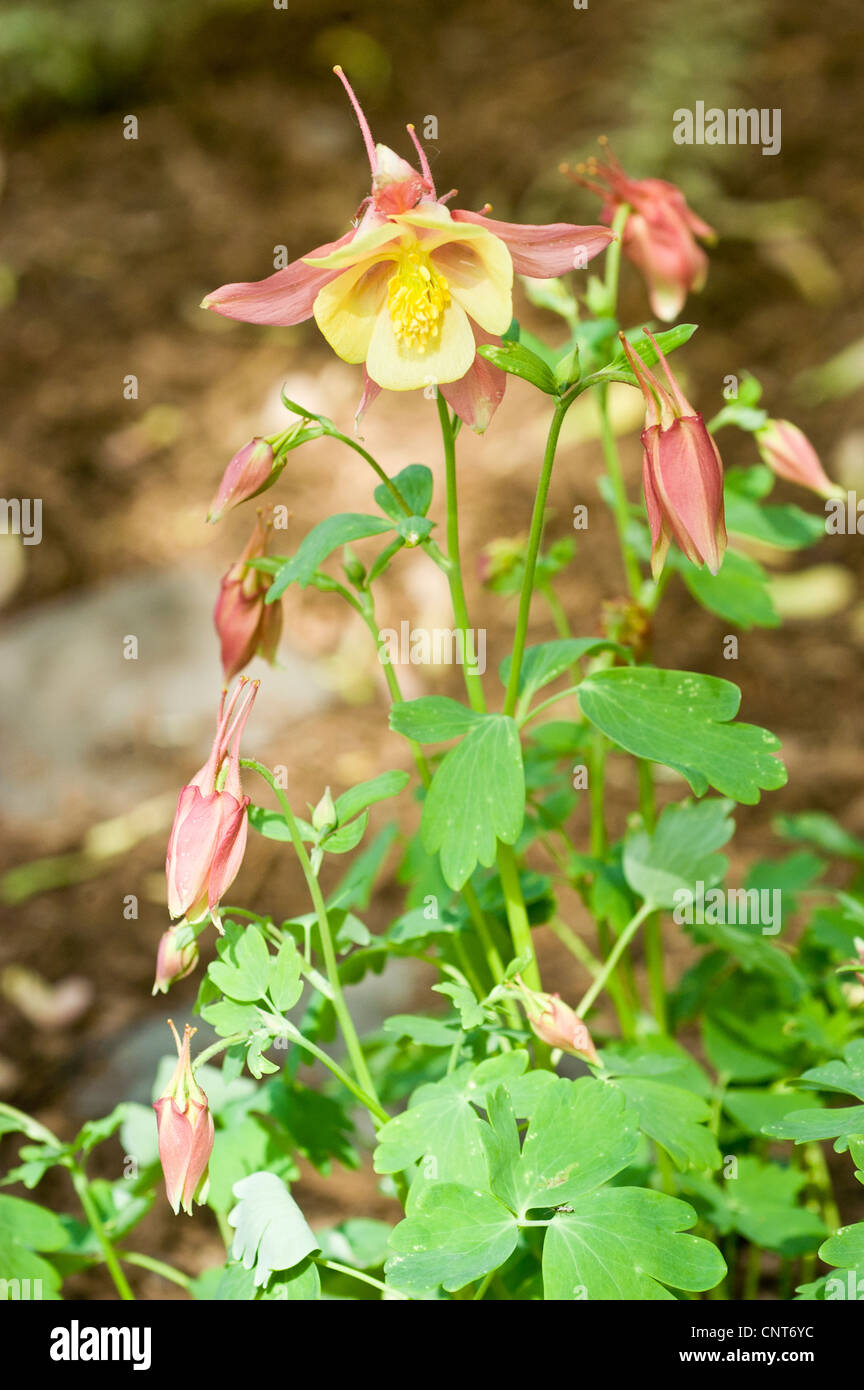 Fleurs jaunes rouges du colorado montagnes rocheuses aquariumgie ...