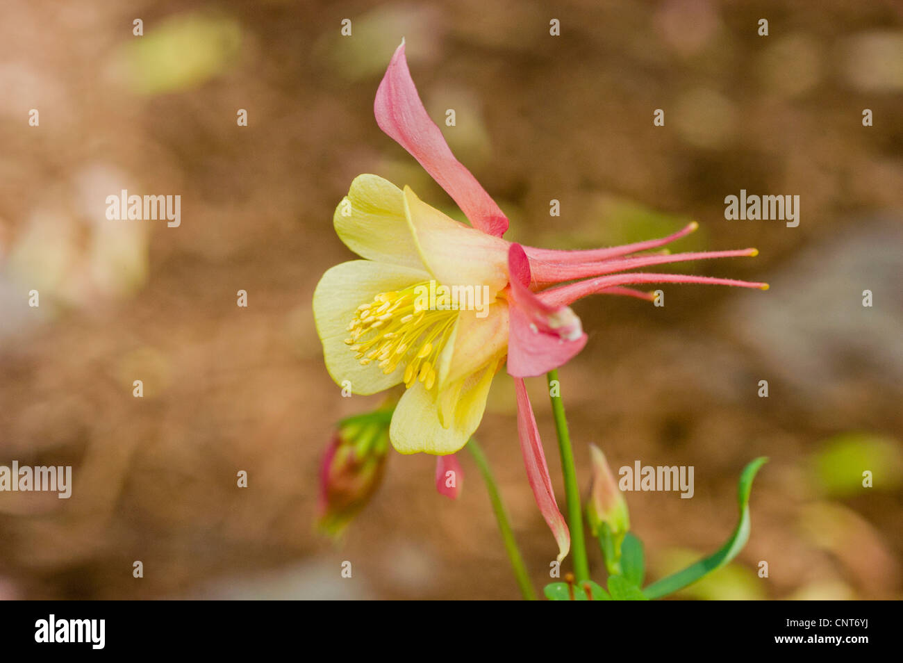 Fleurs jaunes rouges du colorado montagnes rocheuses aquariumgie ...