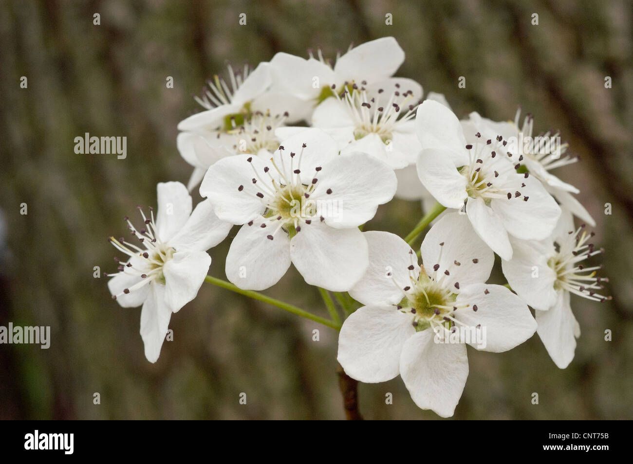 Fleurs de pommetier blanches Banque de photographies et d’images à ...