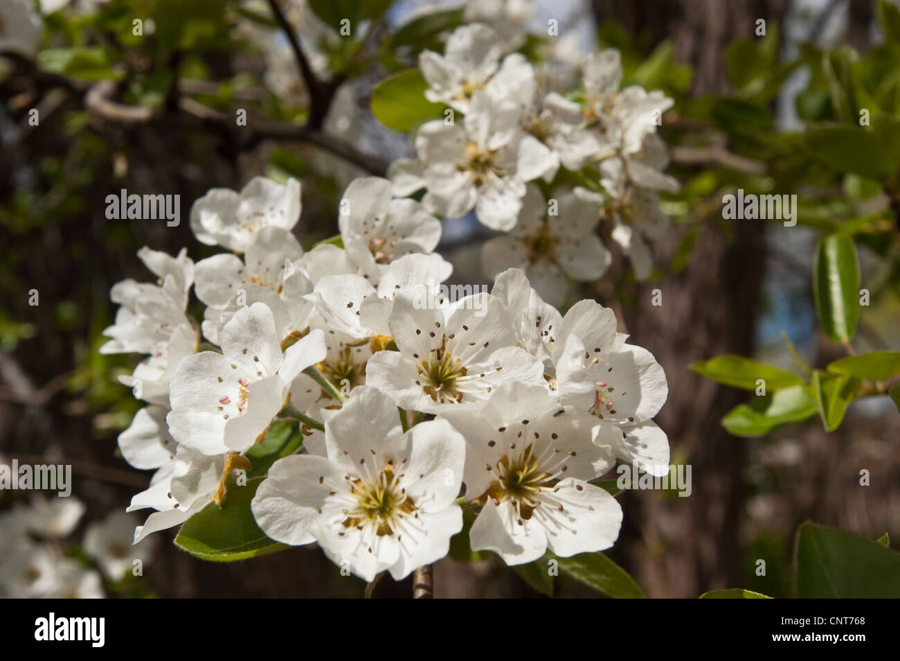 Fleurs de pommetier blanches Banque de photographies et d’images à ...