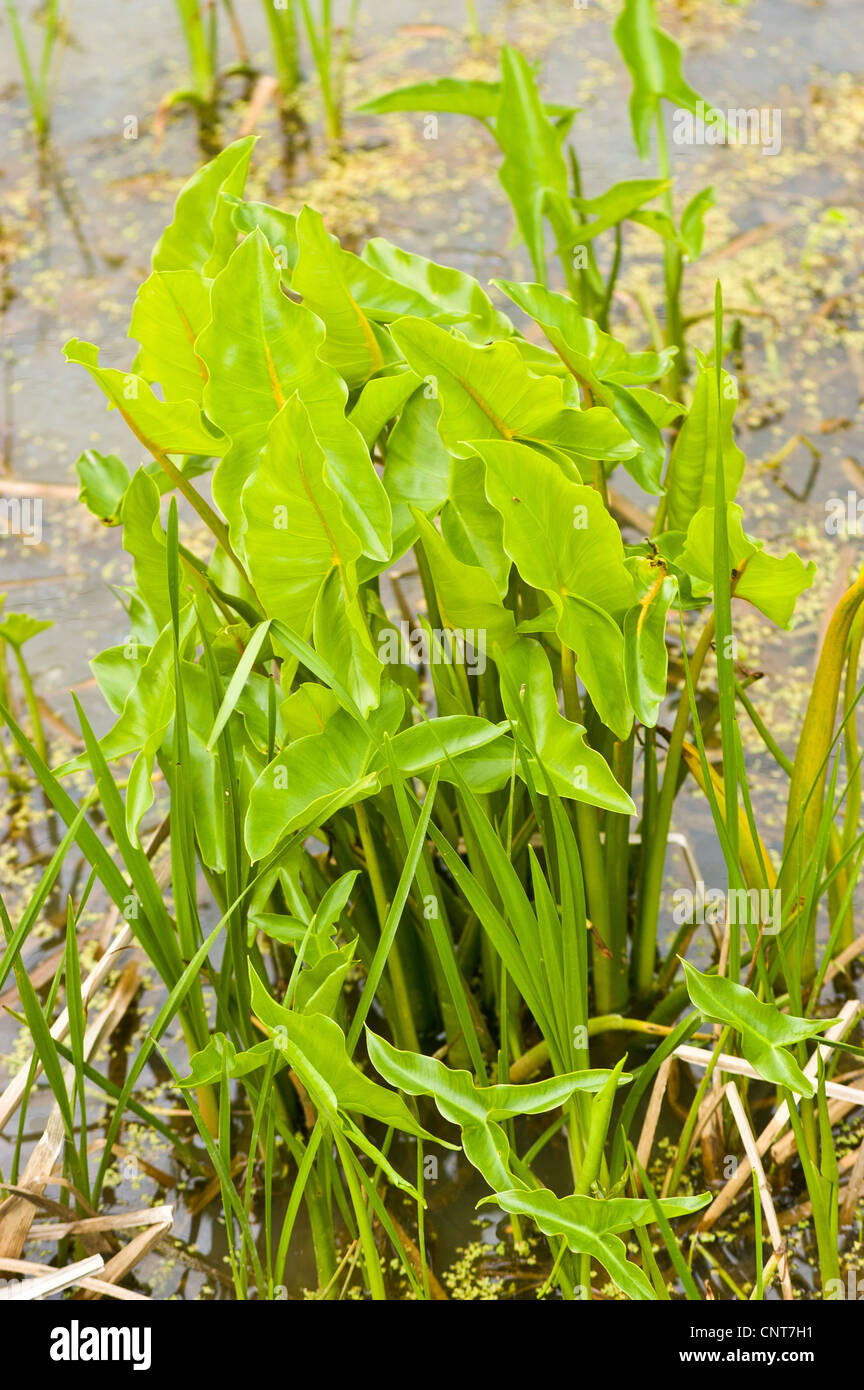 Sagittaria latifolia Banque de photographies et d’images à haute ...