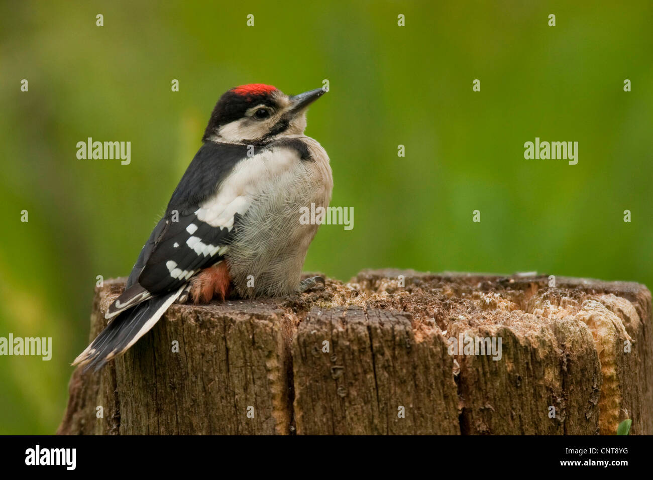 Great spotted woodpecker (Picoides major, Dendrocopos major), jeune ...