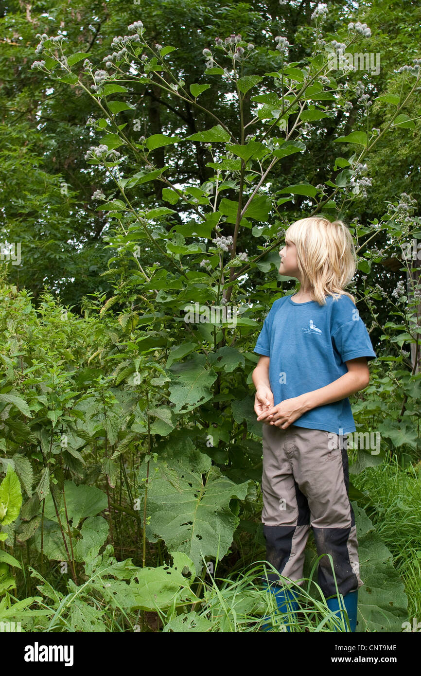 Grande Bardane Arctium Lappa Banque d'image et photos - Alamy