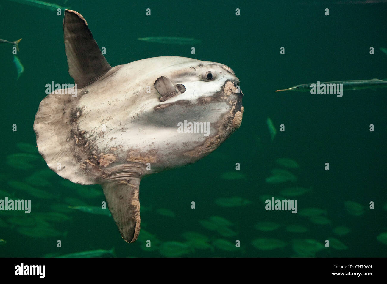 Ocean poisson-lune (Mola mola), plus connu dans le monde des poissons ...