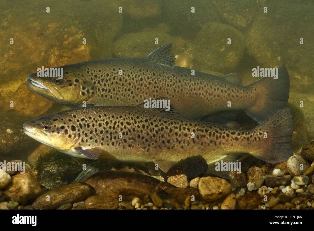 La truite de lac (Salmo trutta lacustris), femelle et mâle en ...