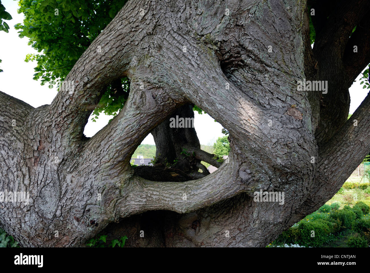 Tilia europaea pallida Banque de photographies et d’images à haute ...