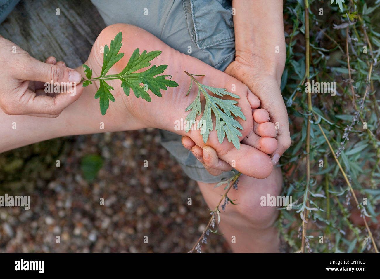 1 artemisia vulgaris Banque de photographies et d’images à haute ...