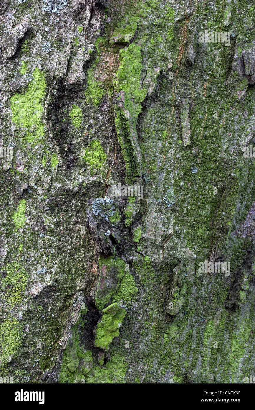 Micocoulier celtis occidentalis Banque de photographies et d’images à ...
