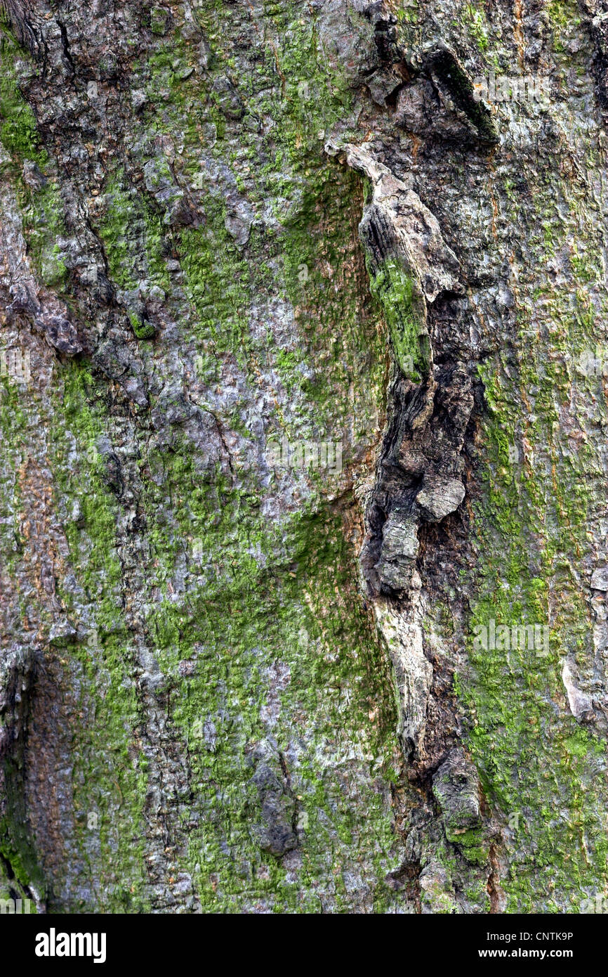 Micocoulier celtis occidentalis Banque de photographies et d’images à ...
