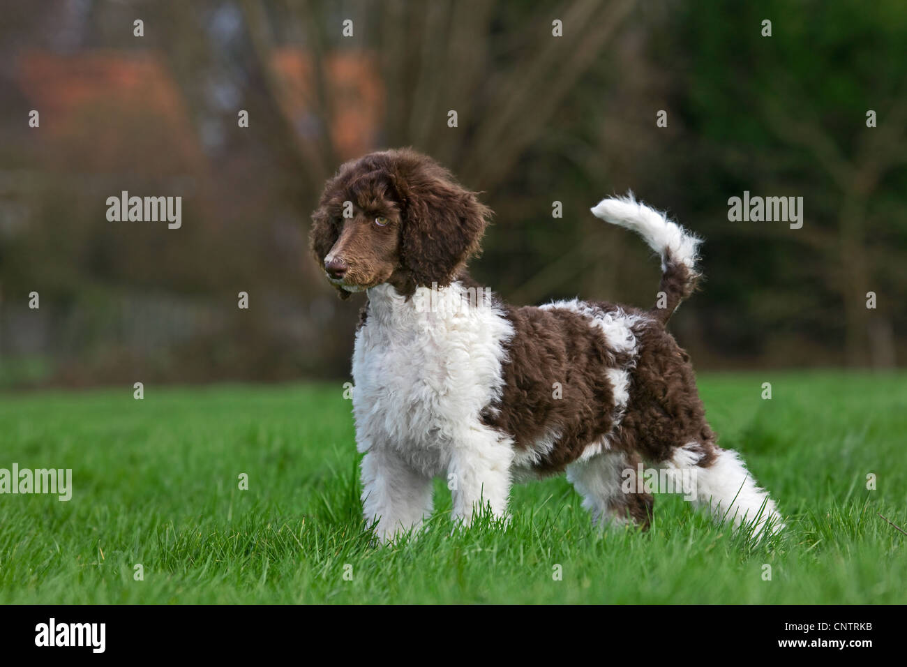 Caniche Arlequin Banque d'image et photos - Alamy