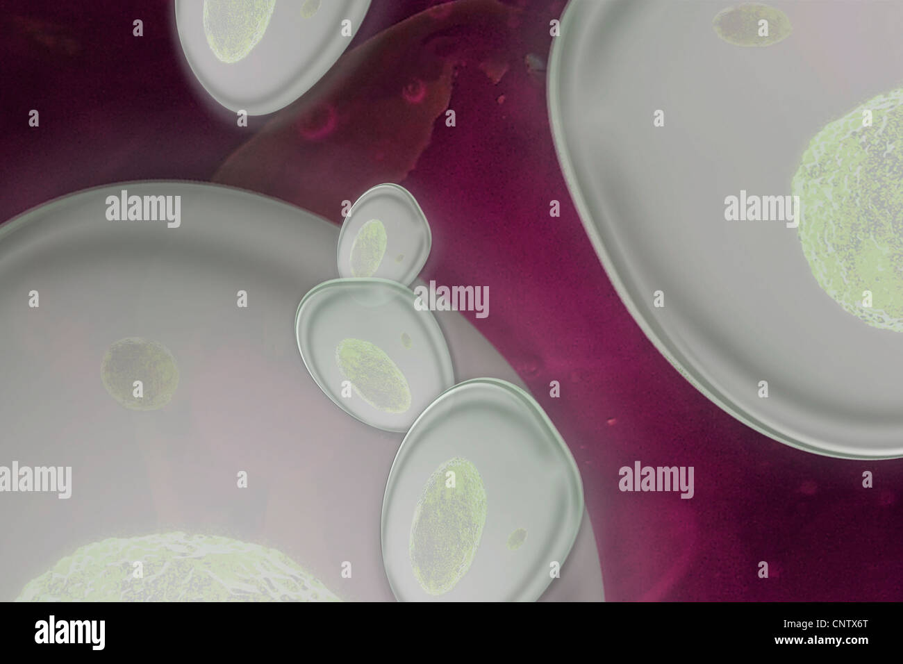 Under the microscope Banque de photographies et d’images à haute ...