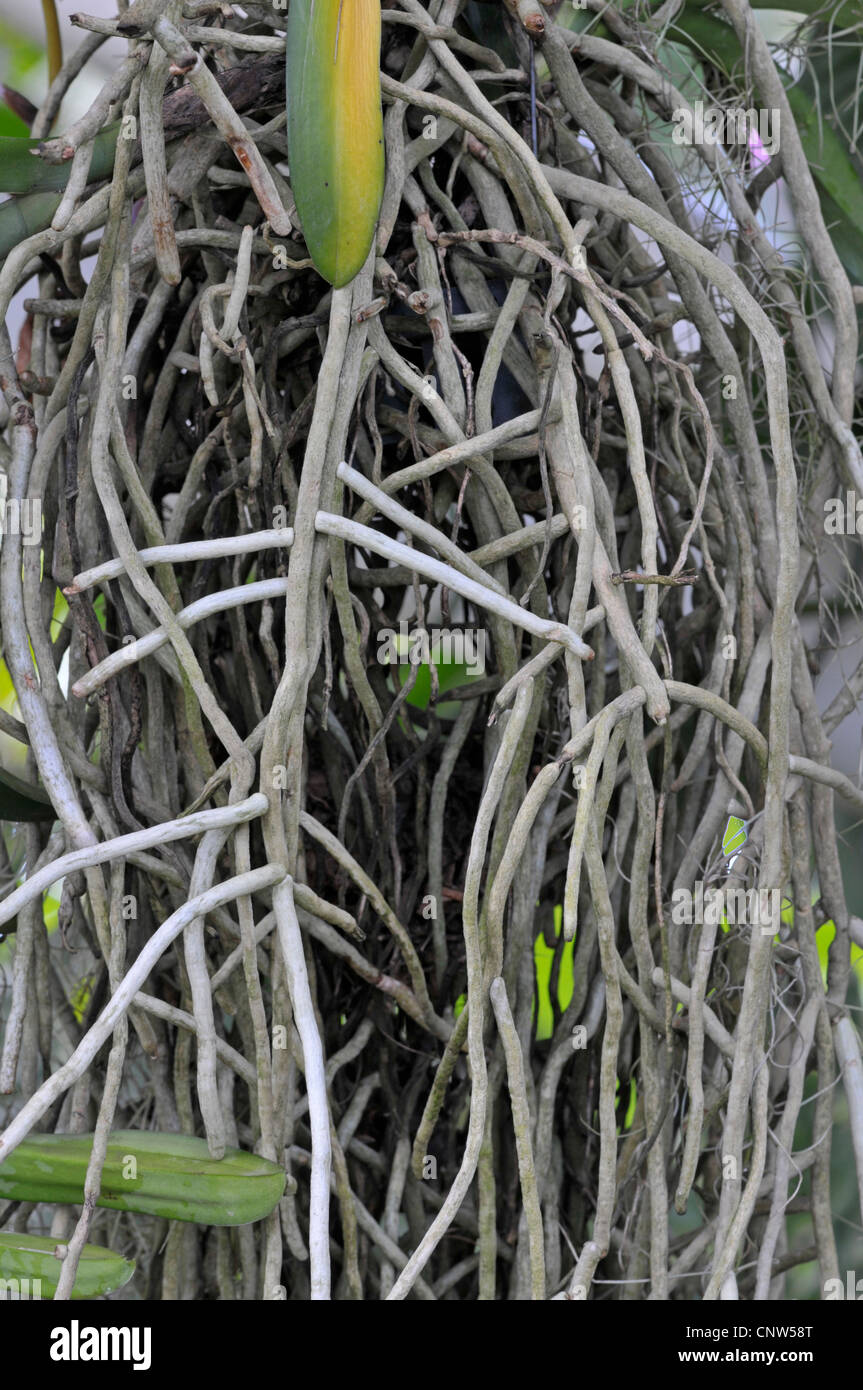 Racine aérienne Banque de photographies et d’images à haute résolution ...