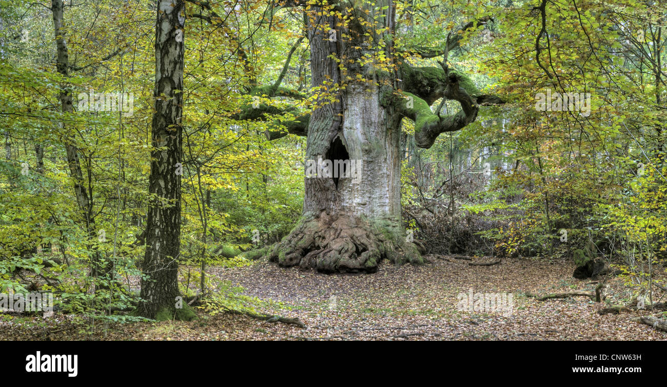 Le chêne commun, le chêne pédonculé, chêne pédonculé (Quercus robur ...