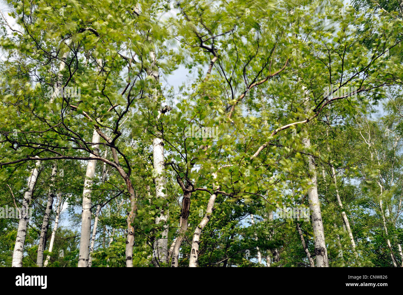 Bouleau commun, le bouleau verruqueux, bouleau blanc européen, le ...