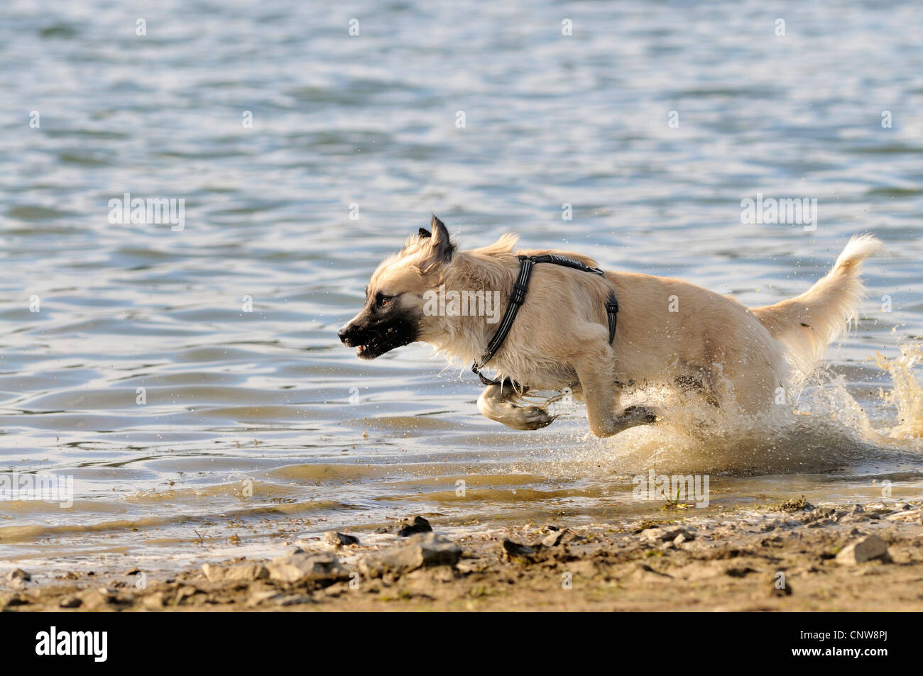 Race de chien européen Banque de photographies et d’images à haute ...