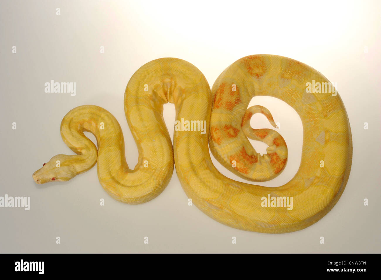 Red-tailed Boa constrictor (Boa), albino Photo Stock - Alamy