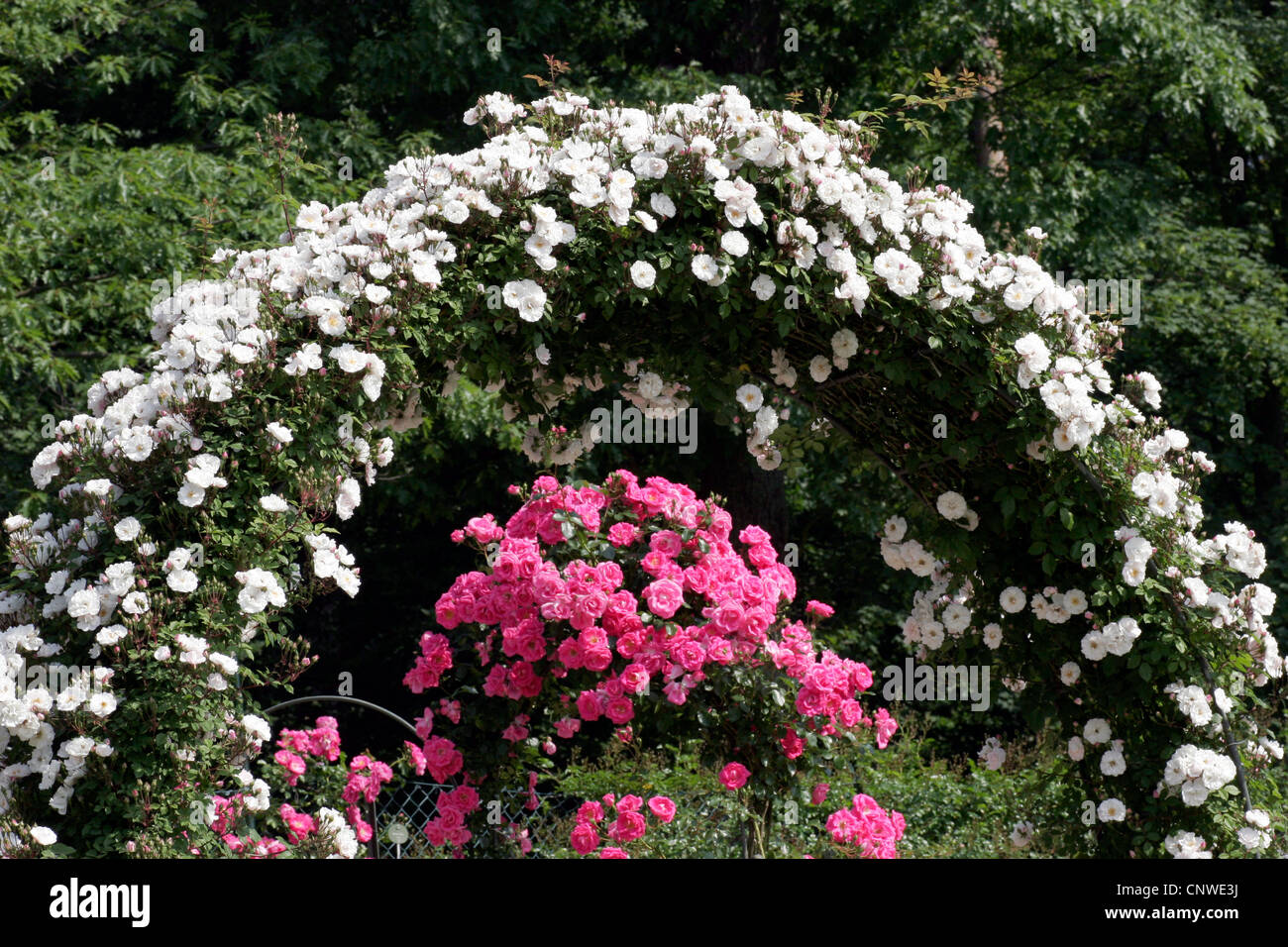 Plantes ornementales rose (Rosa 'Venusta Pendula', Rosa Venusta pendula ...