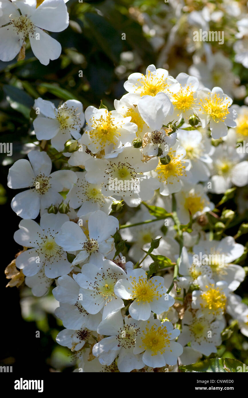 Rosa lucens rolfe Banque de photographies et d’images à haute ...