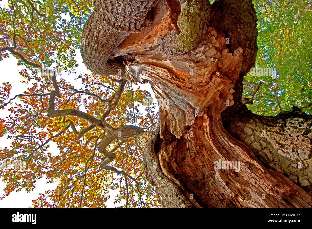 Le chêne commun, le chêne pédonculé, chêne pédonculé (Quercus robur ...