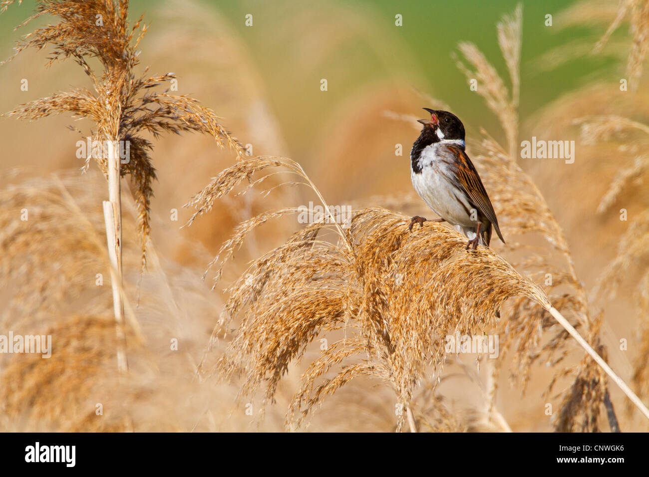 Bruant des roseaux Banque de photographies et d’images à haute ...