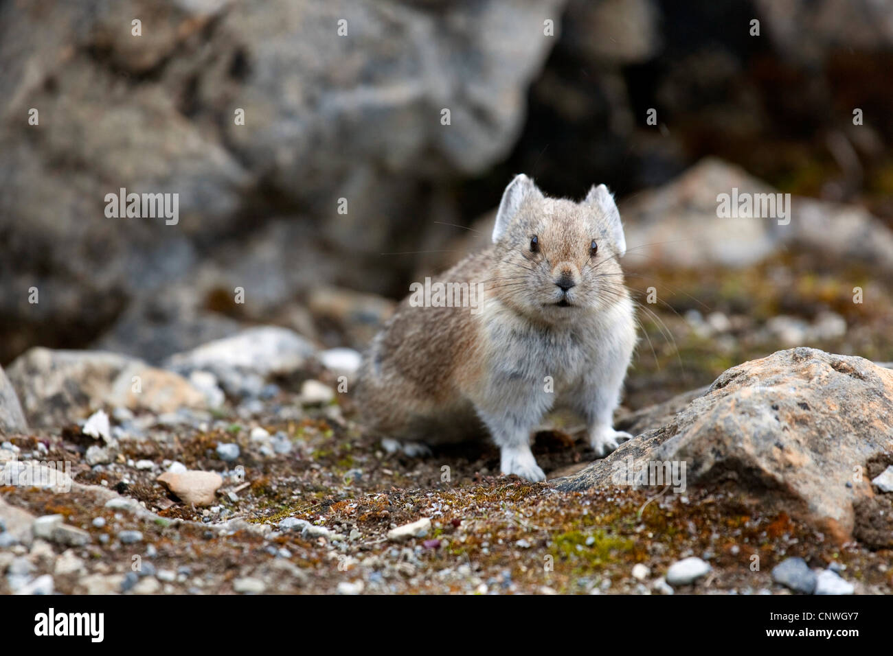 Pika américain Banque de photographies et d’images à haute résolution ...