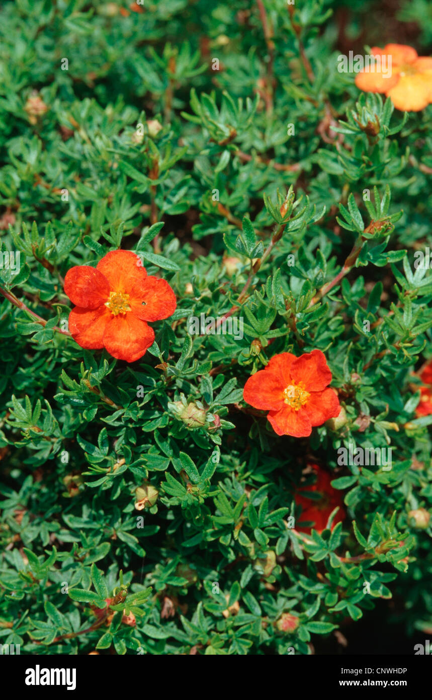 Rose jaune, potentille (Potentilla fruticosa 'Sunset' Potentilla ...