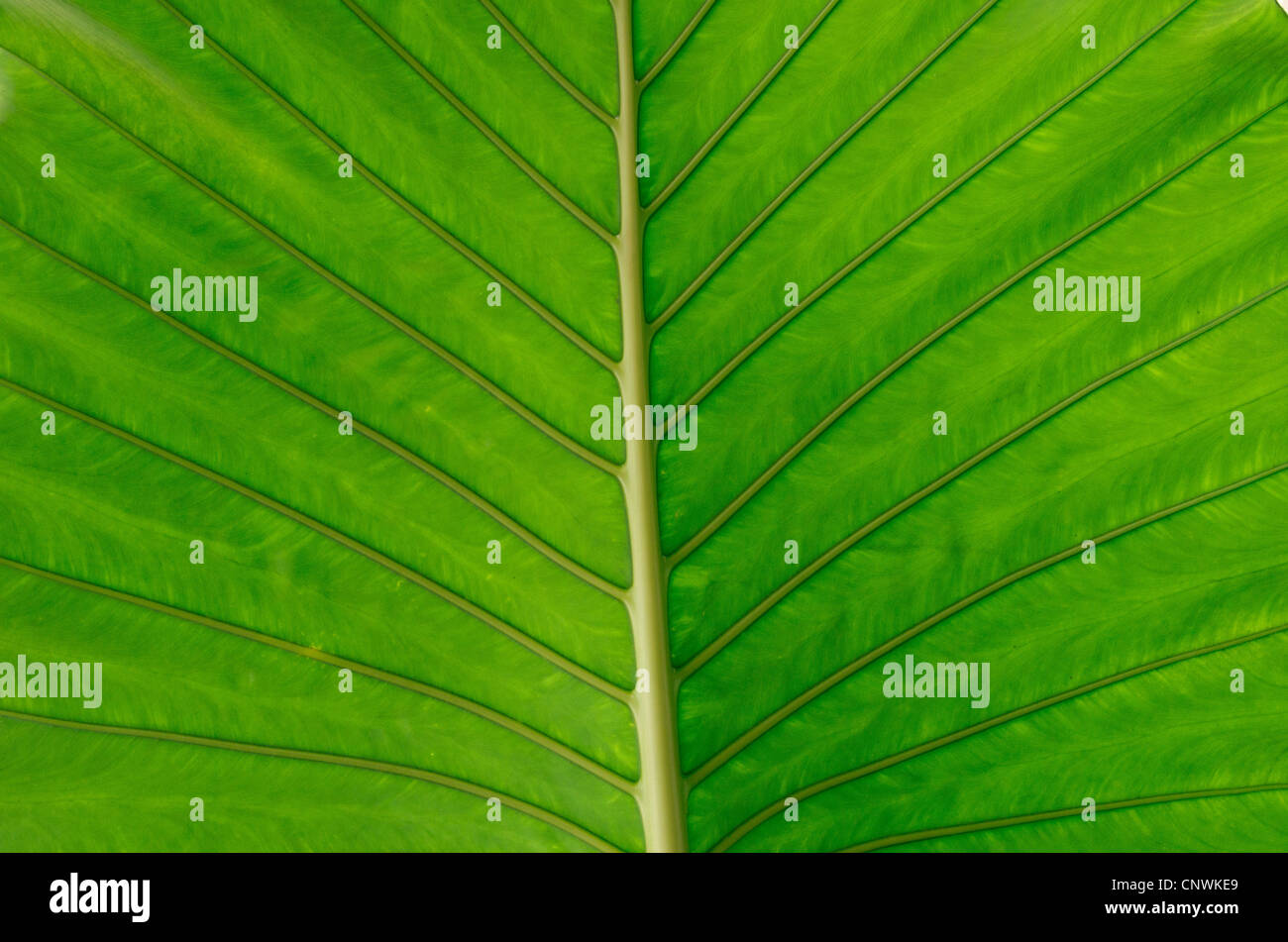 Texture D'une Feuille Banque d'image et photos - Alamy