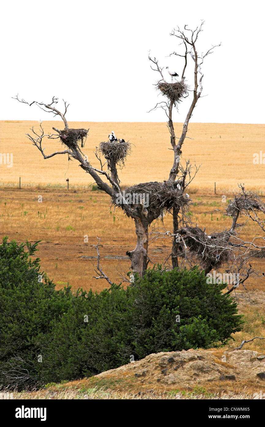 Plusieurs nids d'oiseaux dans les arbres Banque de photographies et d ...