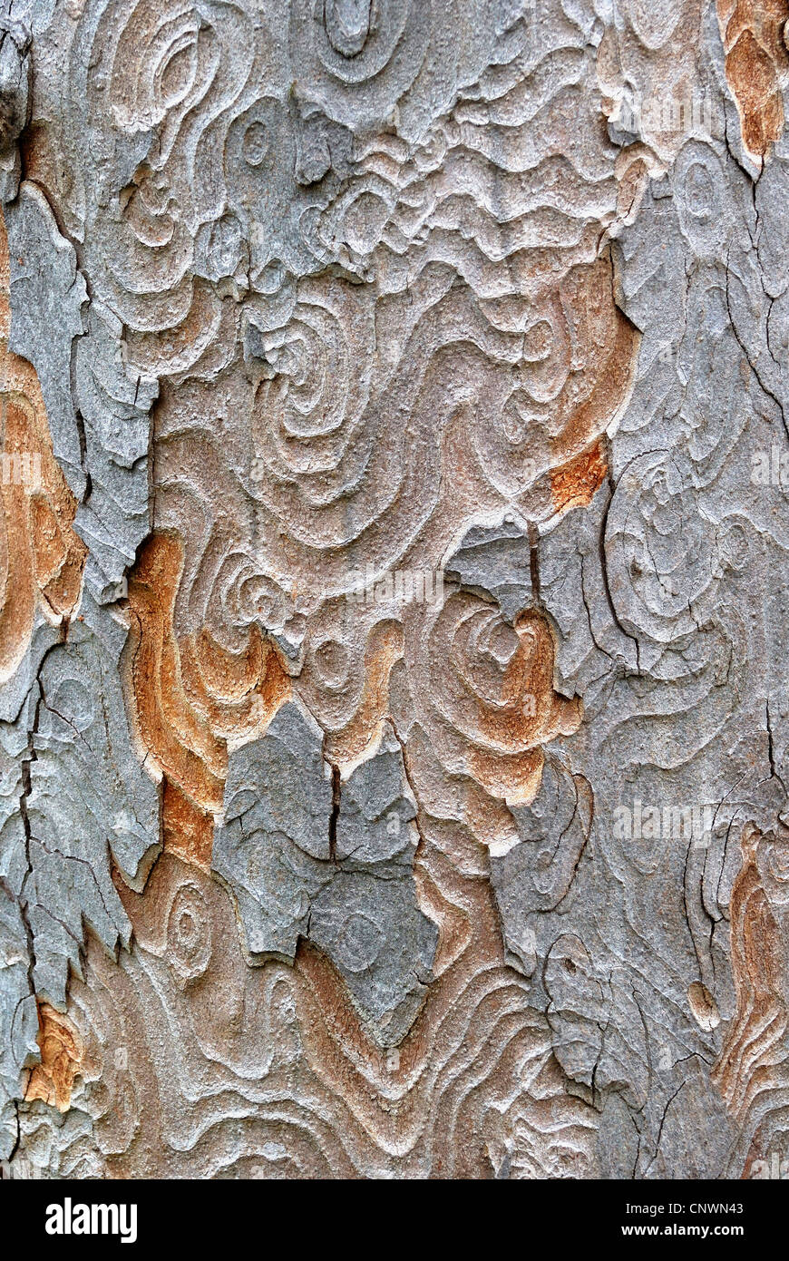 L'érable sycomore, grand érable (Acer pseudoplatanus), l'écorce ...