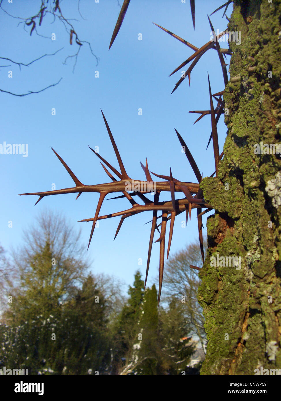 Le févier, miel locust (Gleditsia triacanthos), épines au niveau des ...