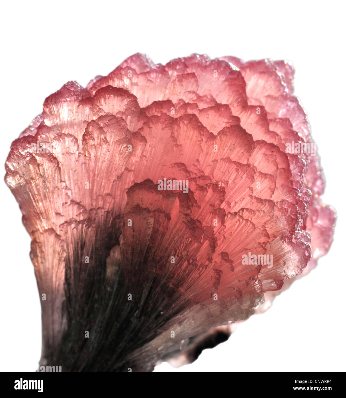 Tourmaline rose Banque de photographies et d’images à haute résolution ...