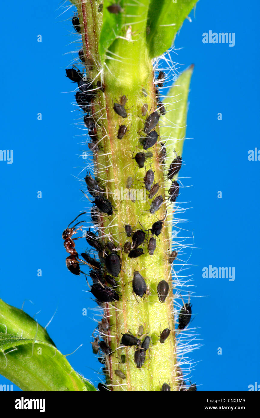 Brachycaudus du puceron de la prune Banque de photographies et d’images ...