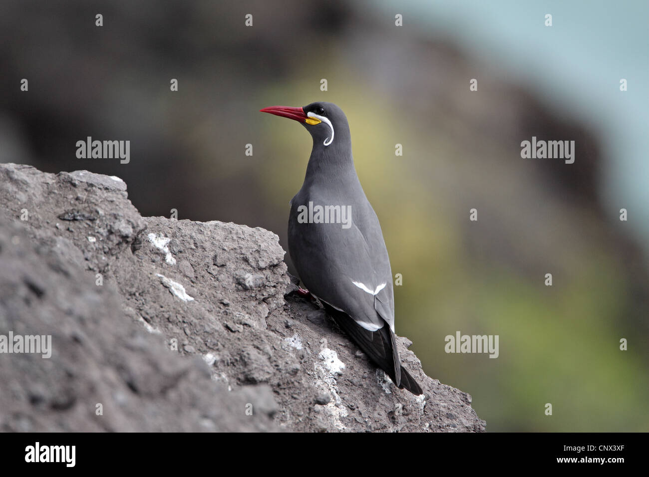 Inca sterne larosterna inca Banque de photographies et d’images à haute ...
