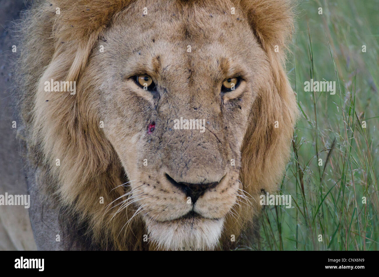 Méchant lion Banque de photographies et d’images à haute résolution - Alamy
