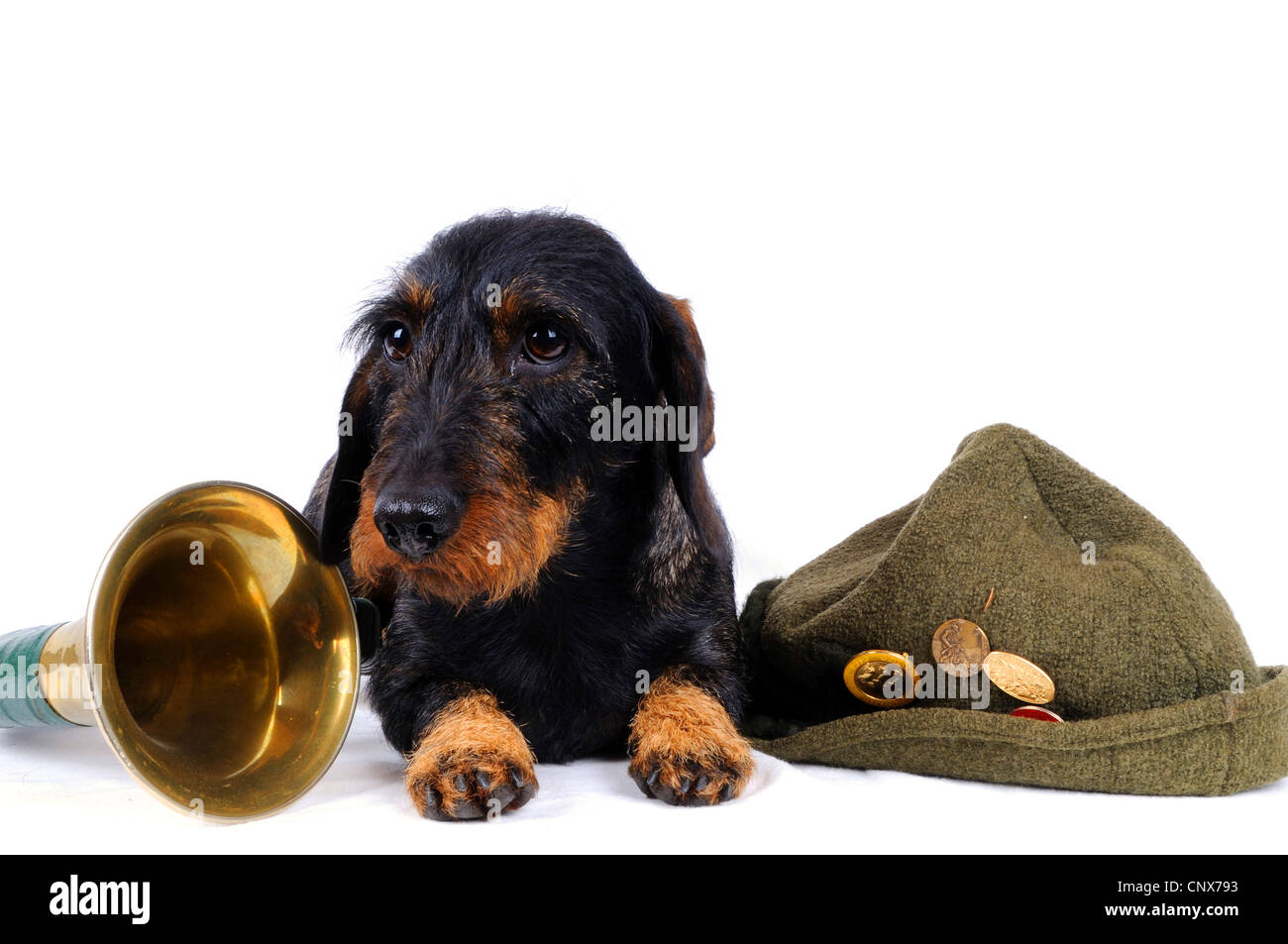 Teckel à poil dur, chien saucisse à poil dur, chien domestique (Canis ...