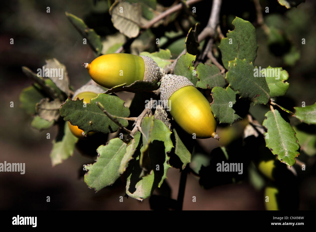 Chêne vert, chêne-vert (Quercus ilex), les glands sur une branche, l ...