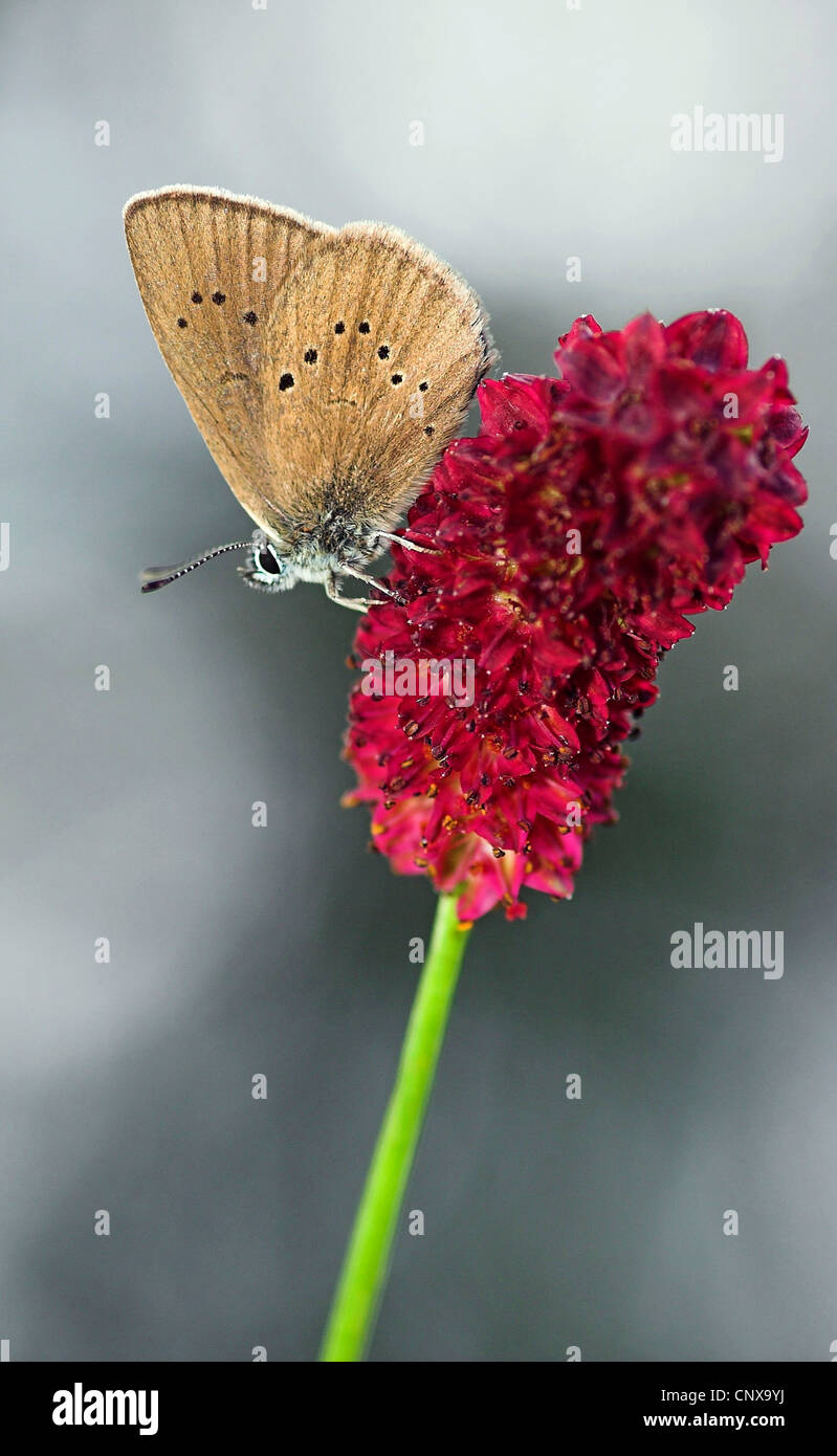 Phengaris nausithous Banque de photographies et d’images à haute ...