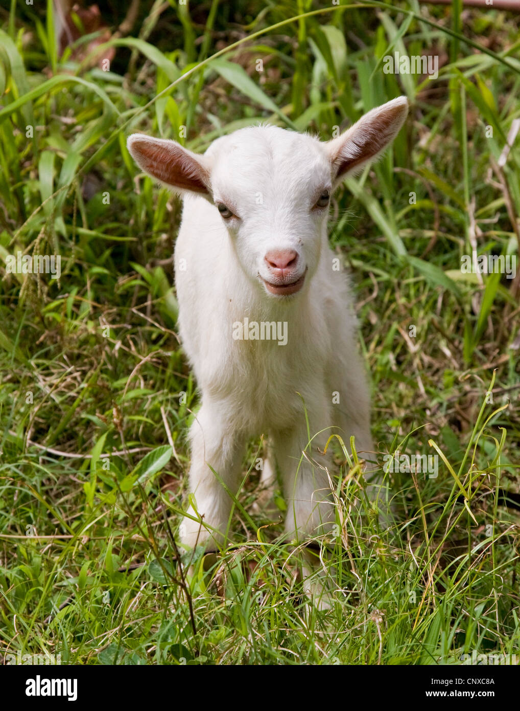 Bébé chèvre Banque de photographies et d’images à haute résolution - Alamy